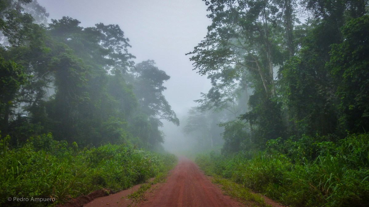 Cameroon – PEDRO AMPUERO